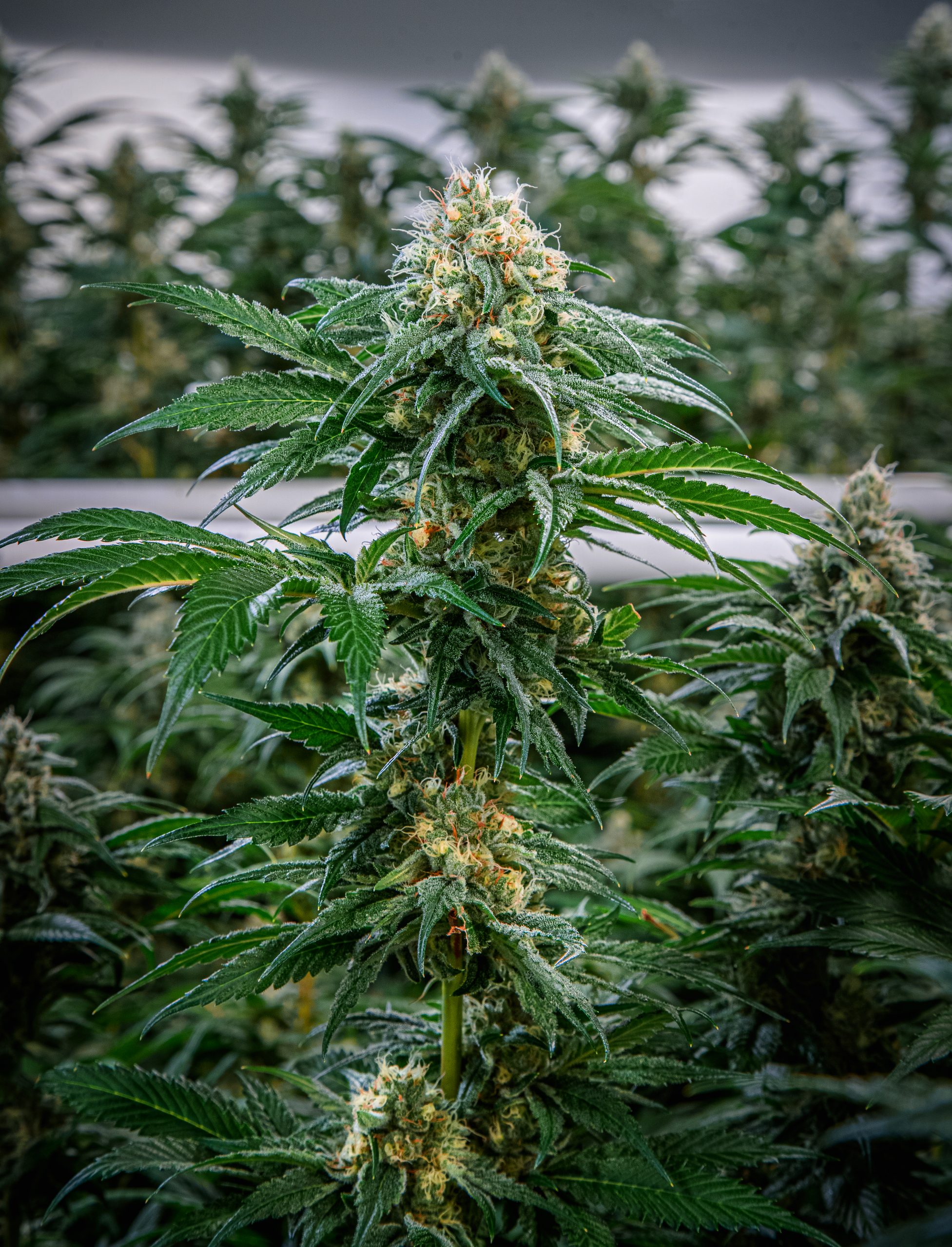 Chemdog Strains | Who is Chemdog? The Father of Kind Bud